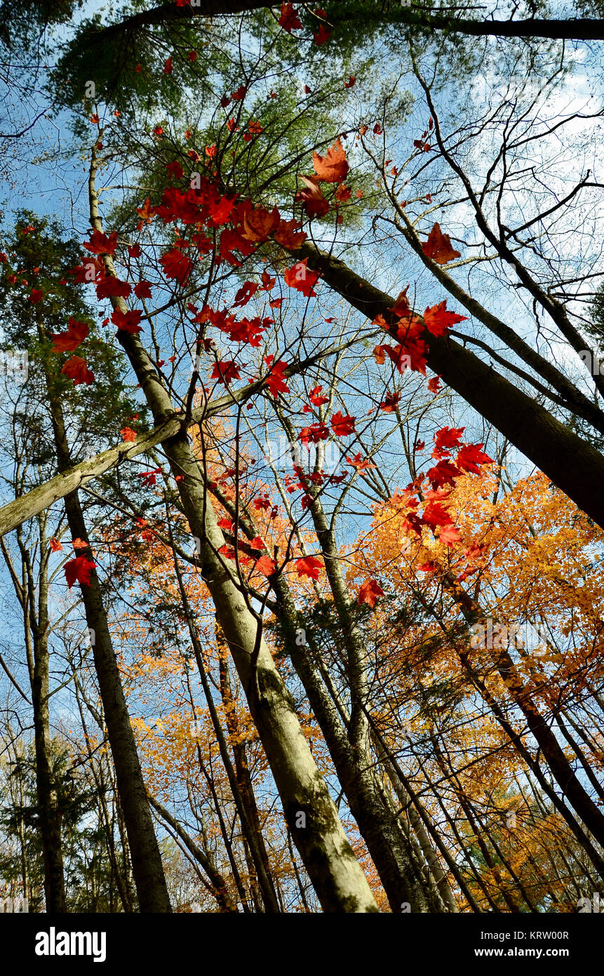 Looking up to the tree canopy in autumn and fall colors, Vermont, USA ...