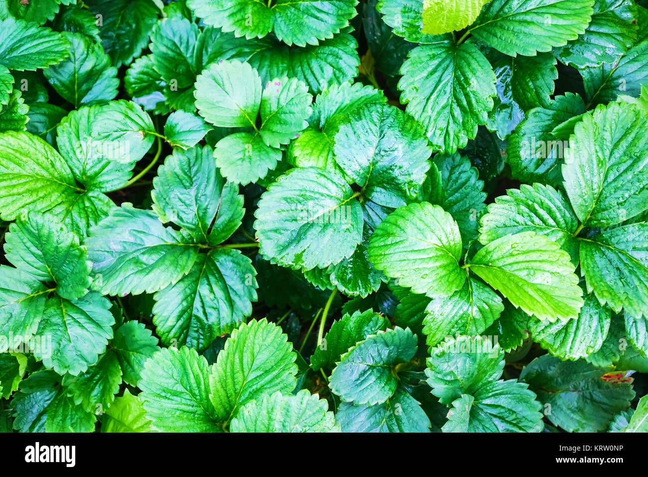 Green leaves of a strawberry Stock Photo - Alamy
