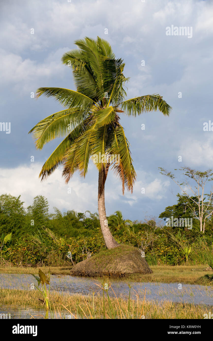 Madagascar traditional river landscape Stock Photo - Alamy