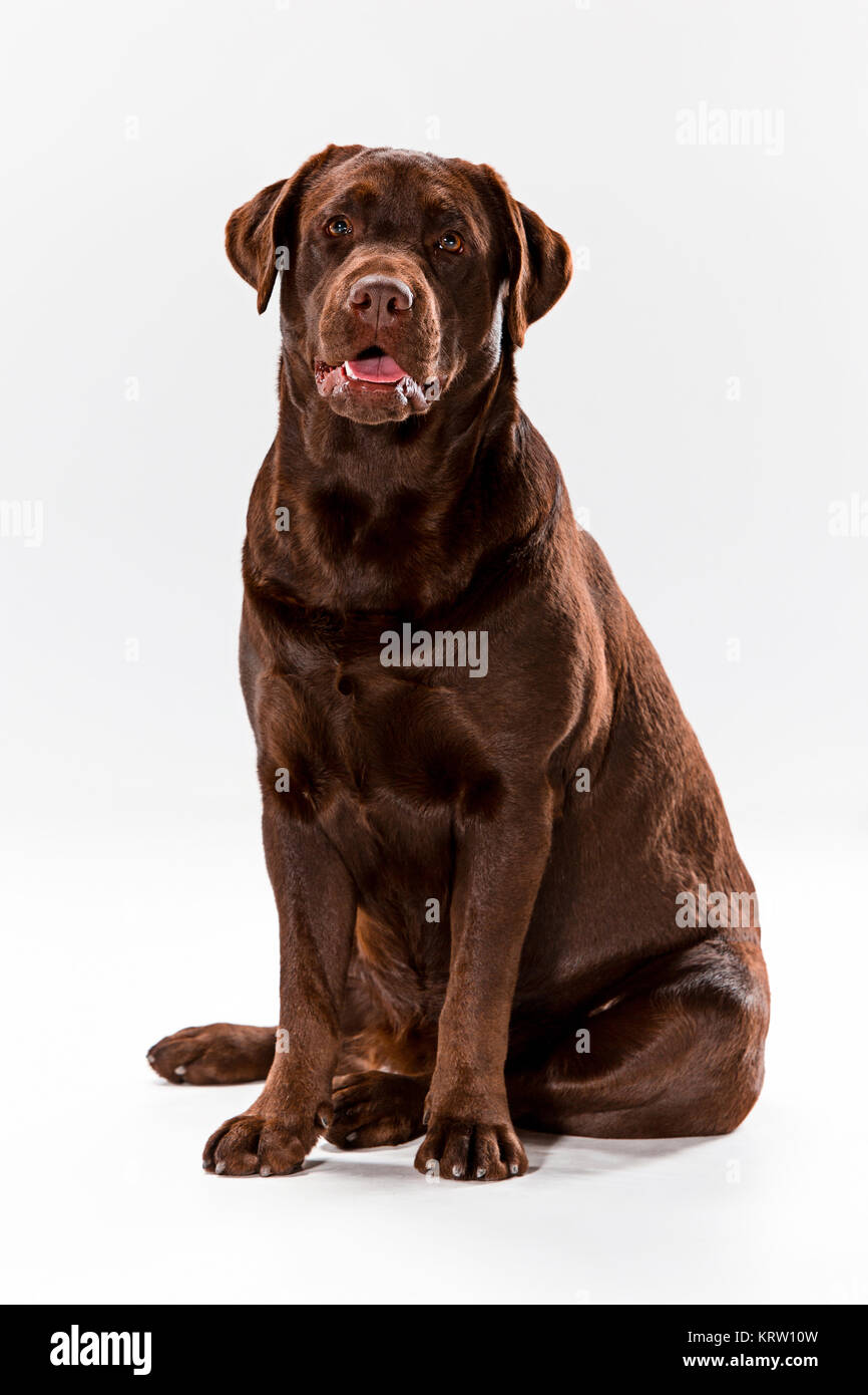 The brown labrador retriever on white Stock Photo - Alamy