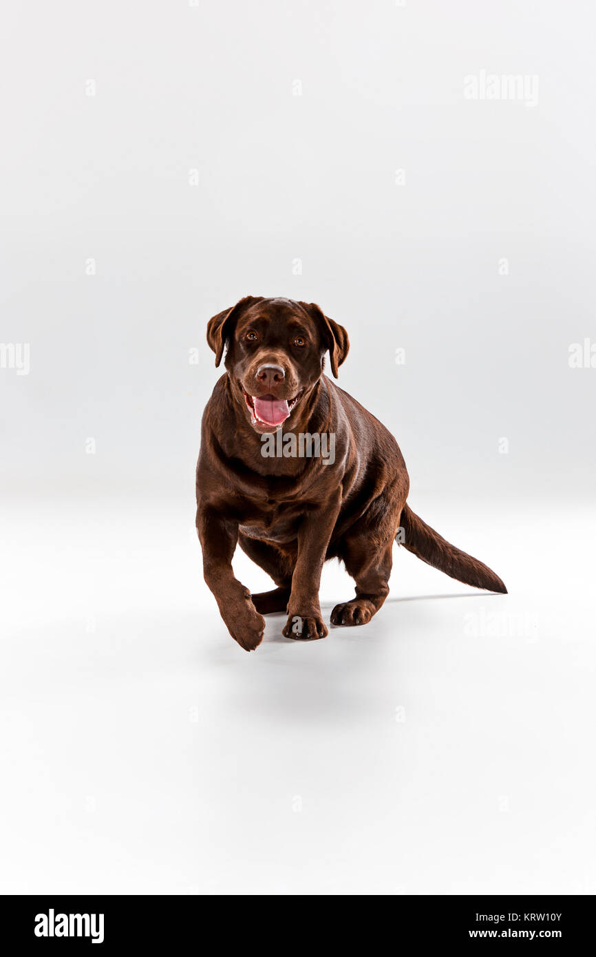 The brown labrador retriever on white Stock Photo - Alamy