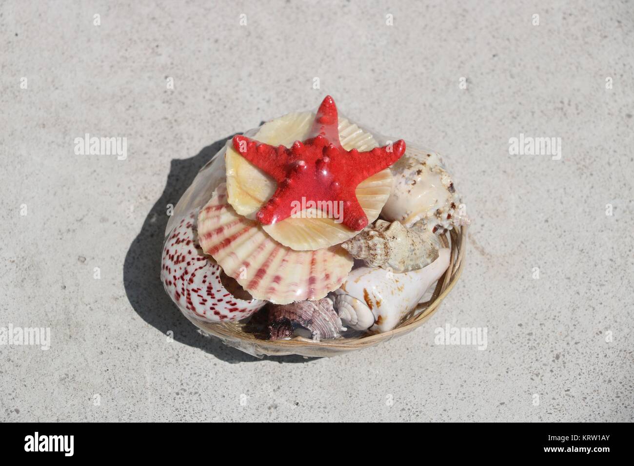 Beautiful sea shell Stock Photo - Alamy