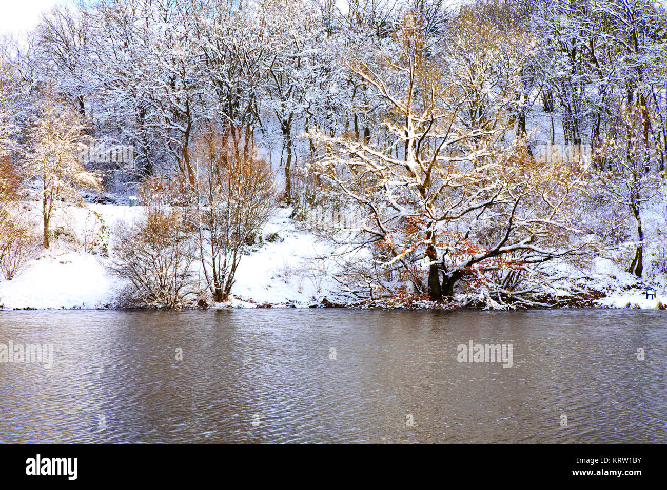 Frosty trees in the winter scenery . Winter landscape of frozen trees ...