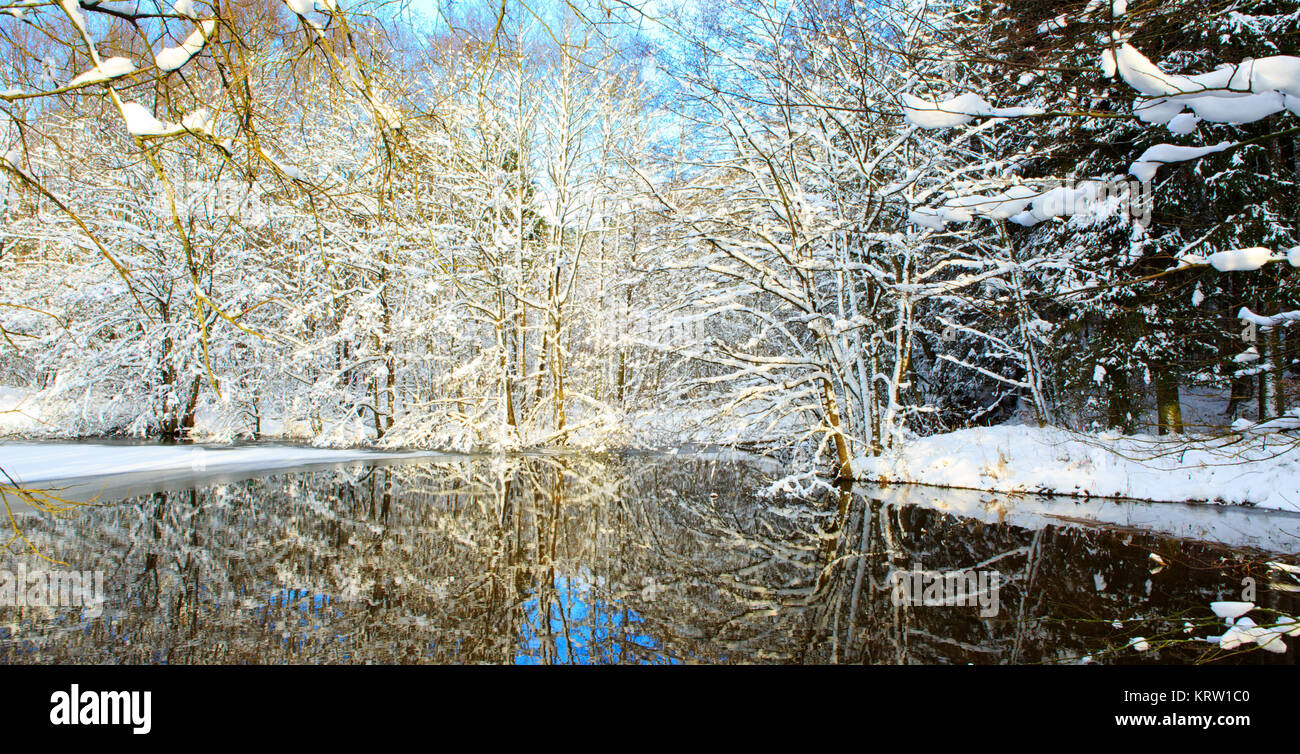 Frosty tree in the winter scenery . Winter landscape of frozen trees ...
