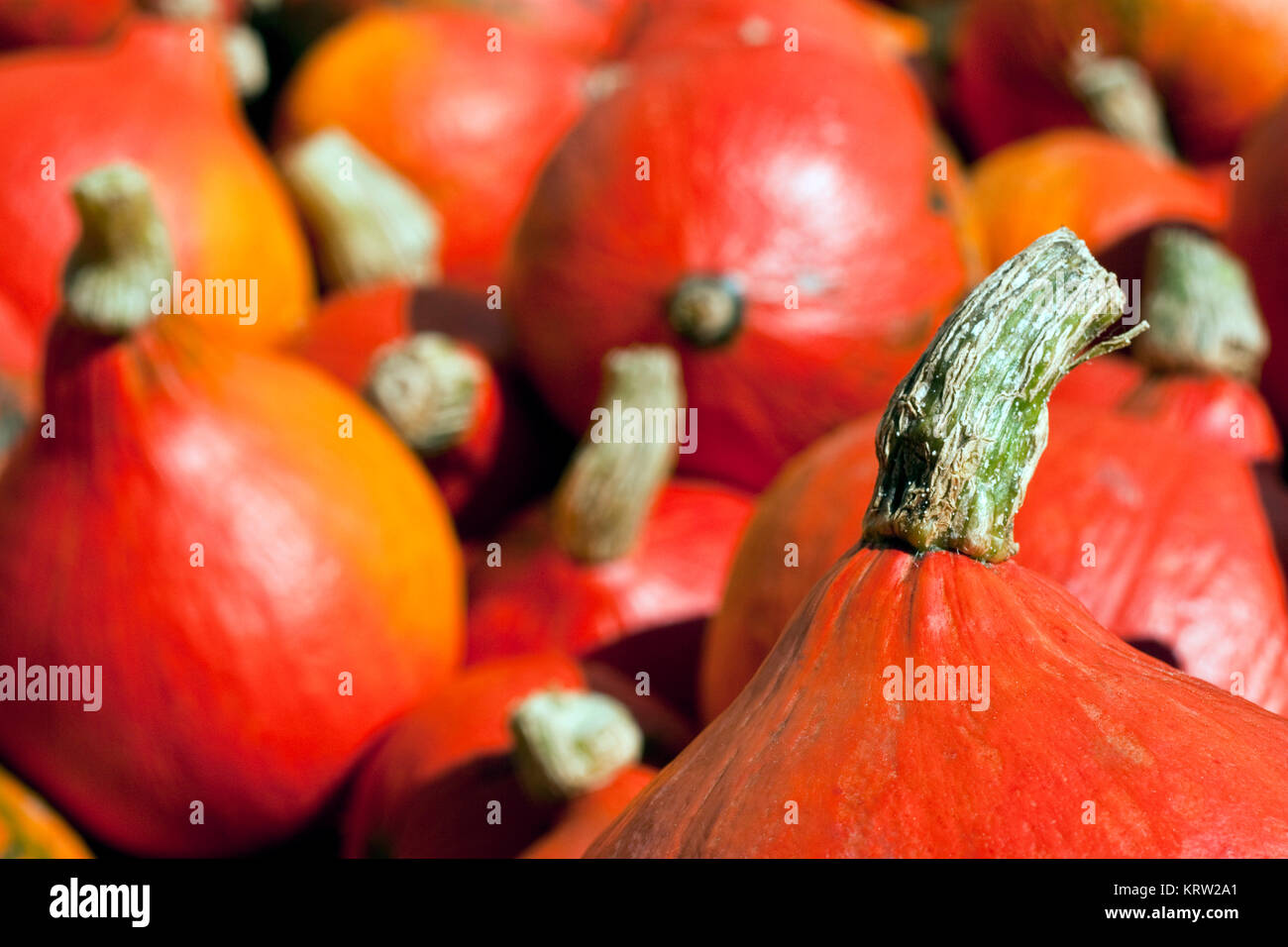 Red kuri squash, Japanese Squash, Orange Hokkaido, Baby Red Hubbard ...