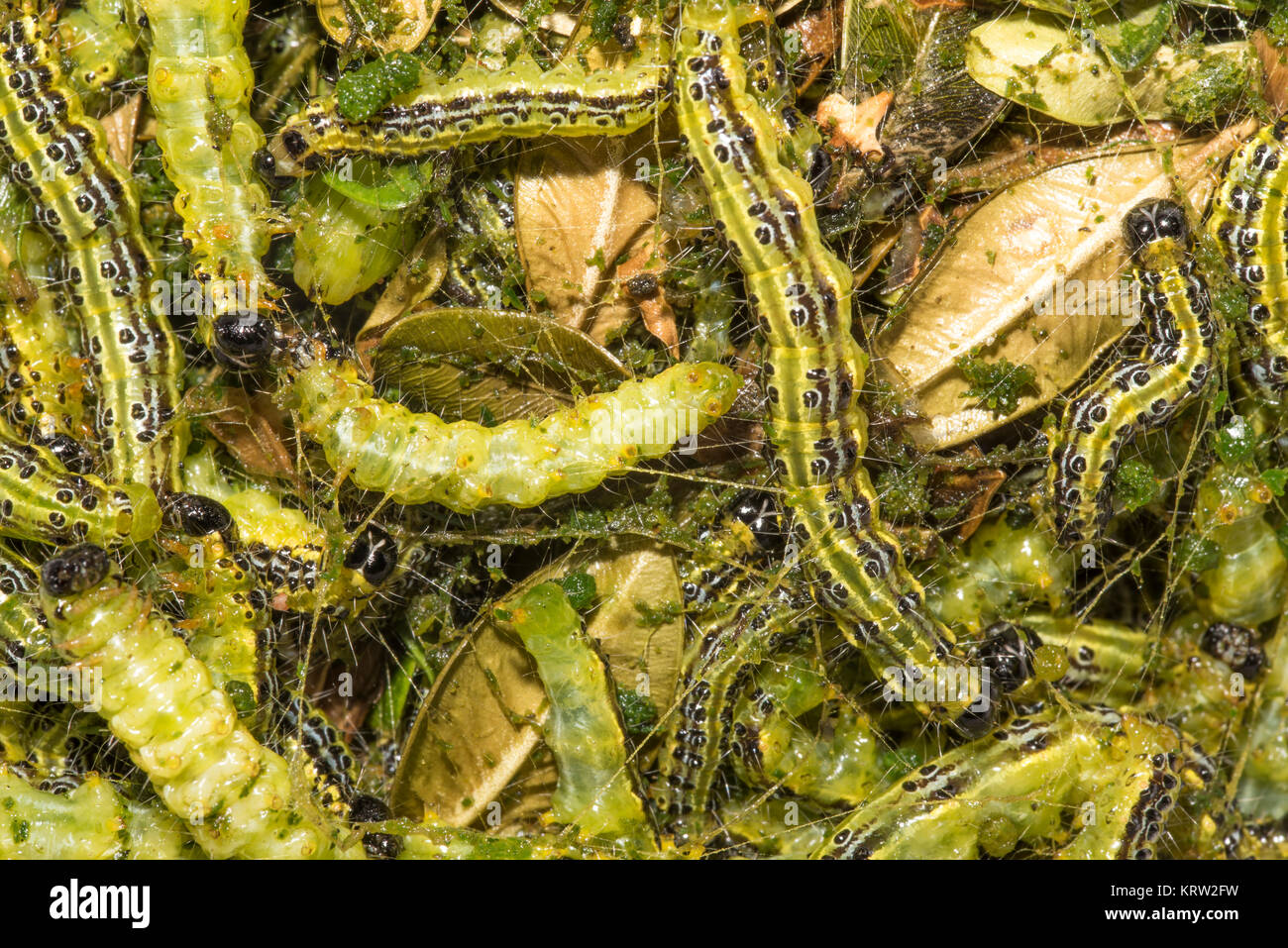 China box tree hi-res stock photography and images - Alamy