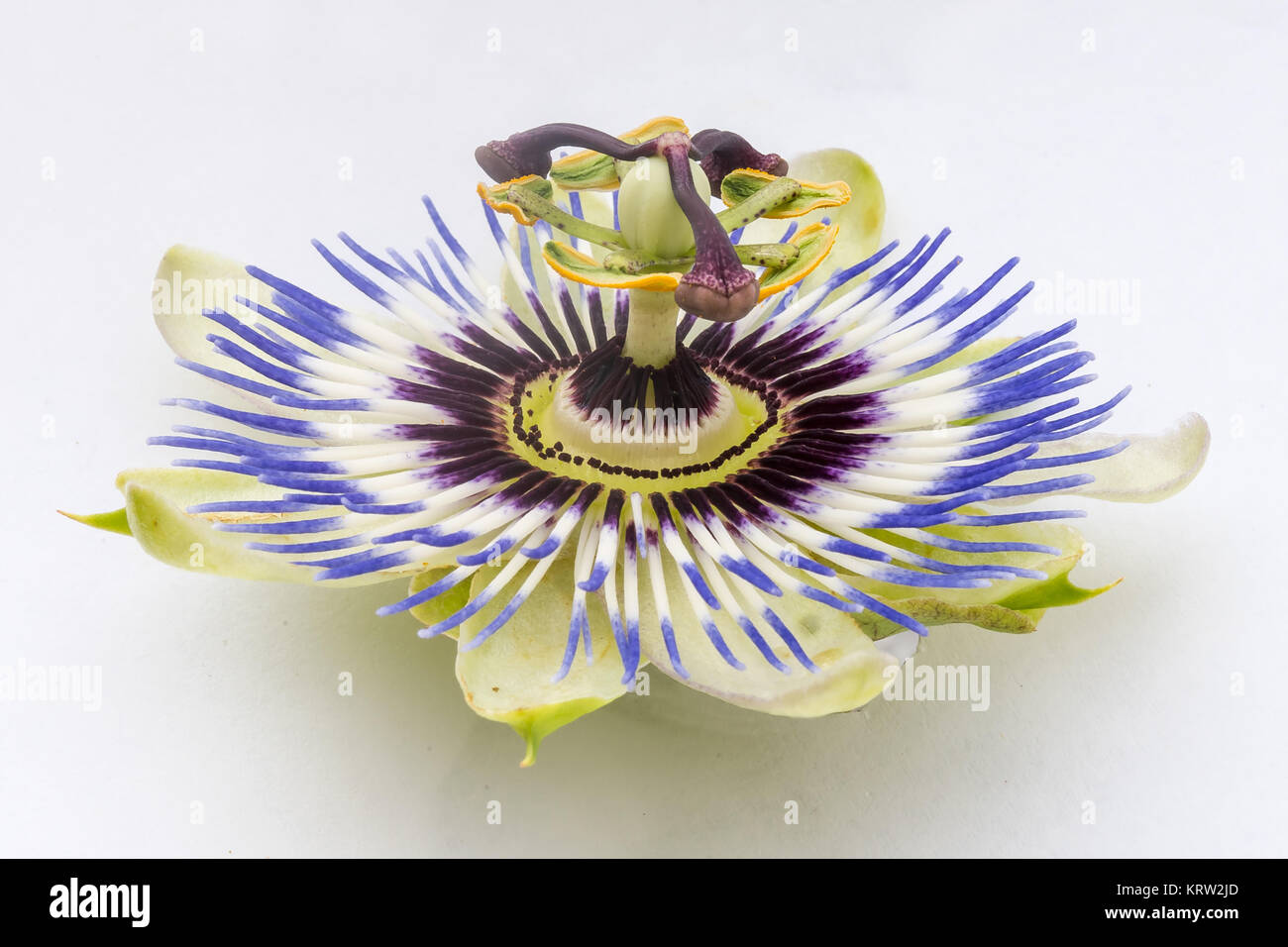 Kronblatt hi-res stock photography and images - Alamy