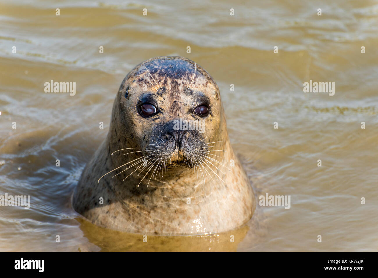 seal in the water Stock Photo - Alamy