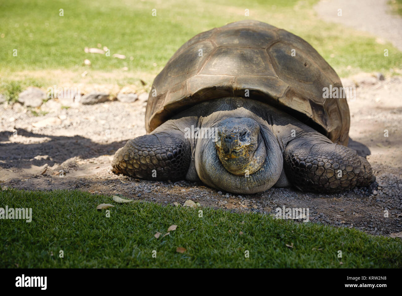 Detail of Giant Turtle in Arequipa, Peru Stock Photo - Alamy