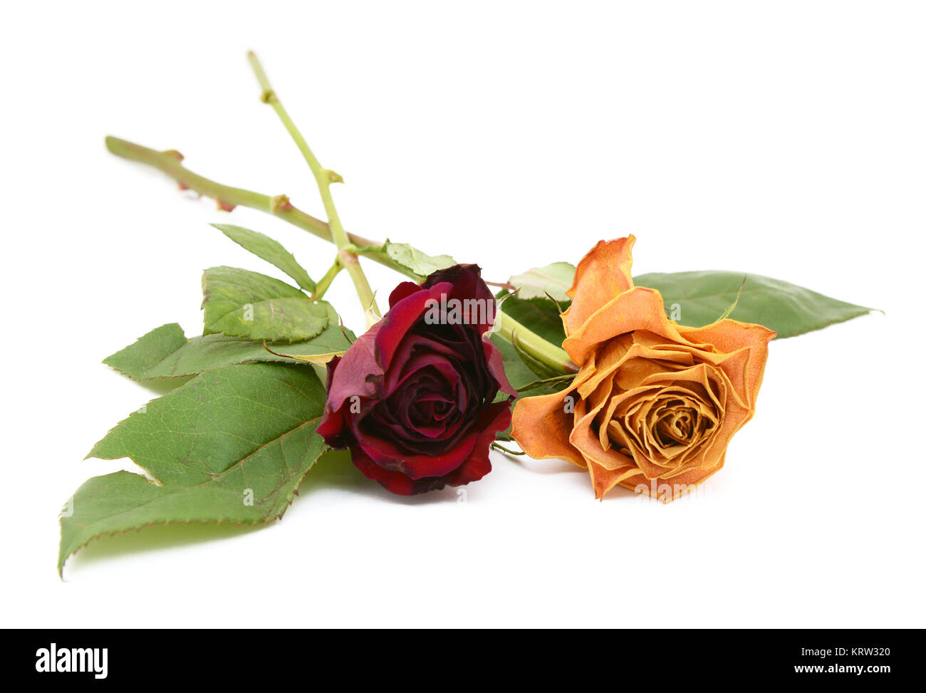 Two rose stems with dying flowers Stock Photo - Alamy
