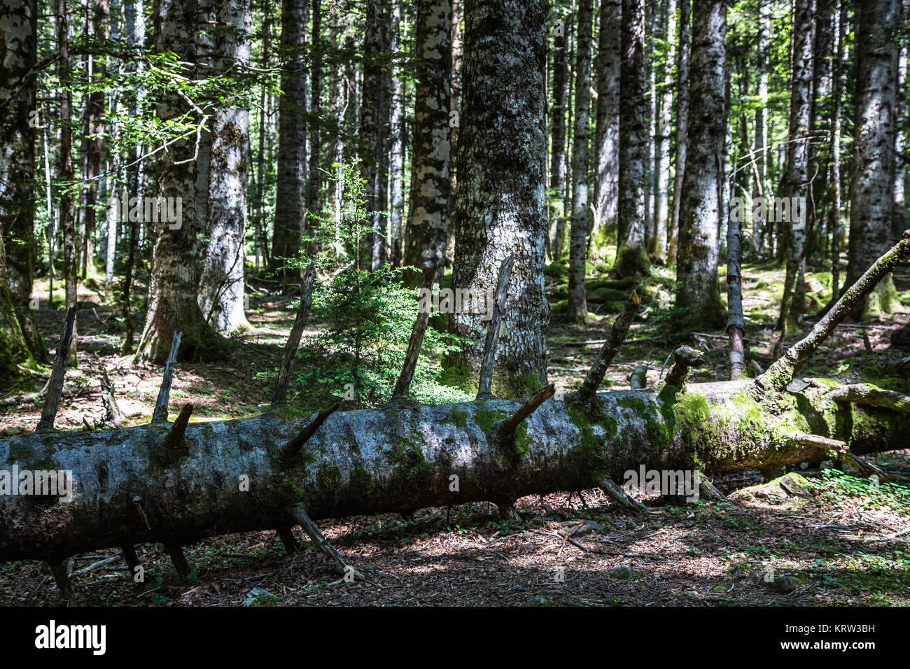 tree trunk lying in the woods Stock Photo - Alamy
