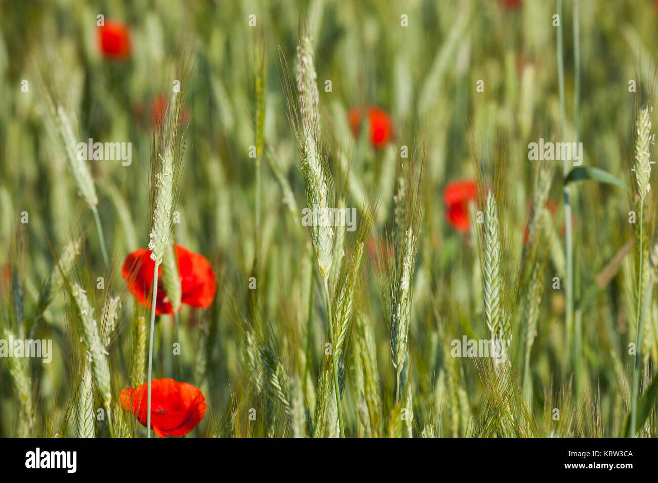 Poppy in the field Stock Photo - Alamy