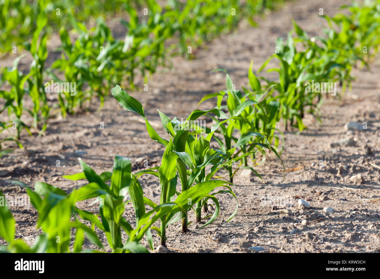 Field with corn Stock Photo - Alamy