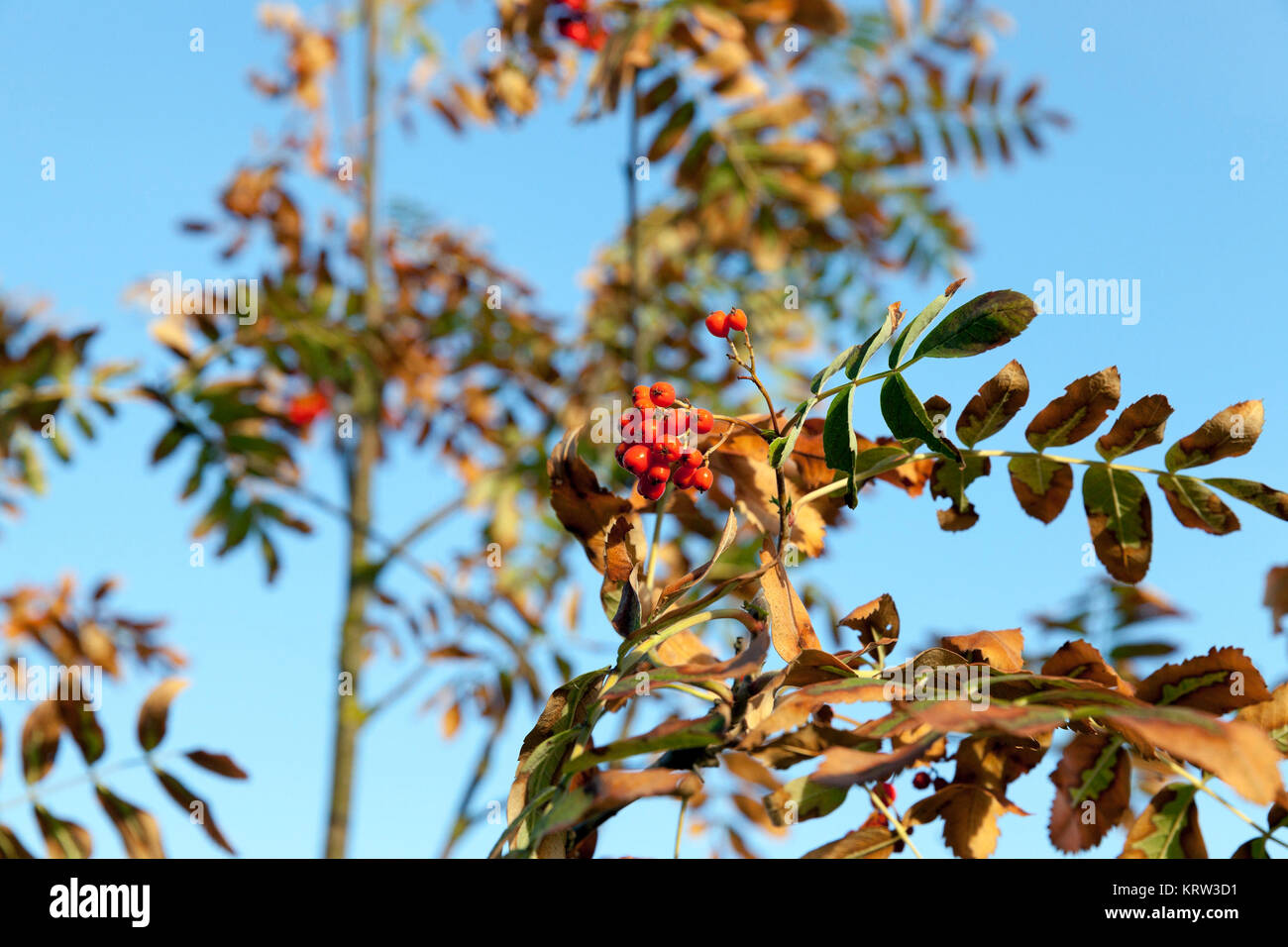 Rowan_tree hi-res stock photography and images - Alamy