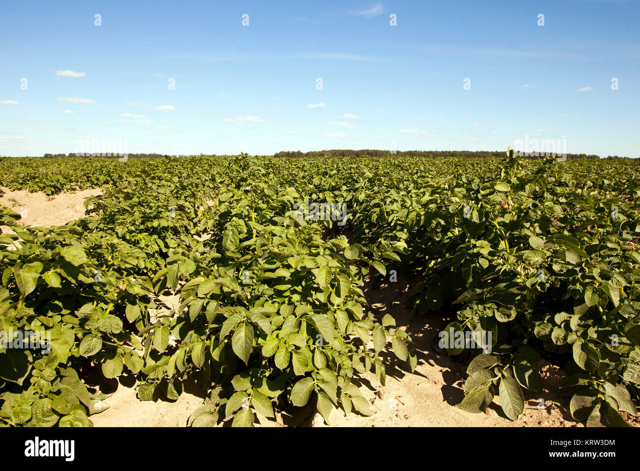 Agriculture, potato field Stock Photo - Alamy