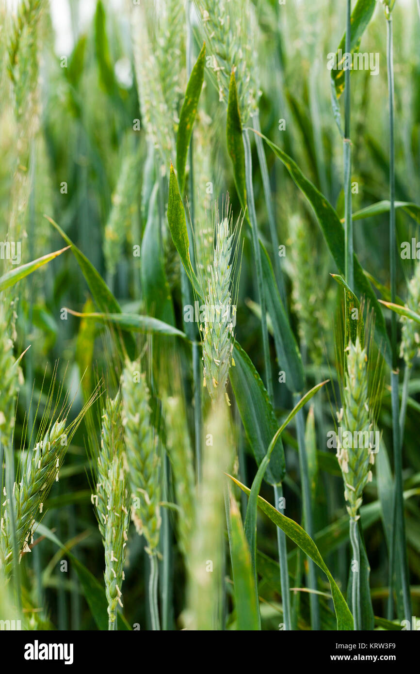 blooming rye , flowering Stock Photo - Alamy