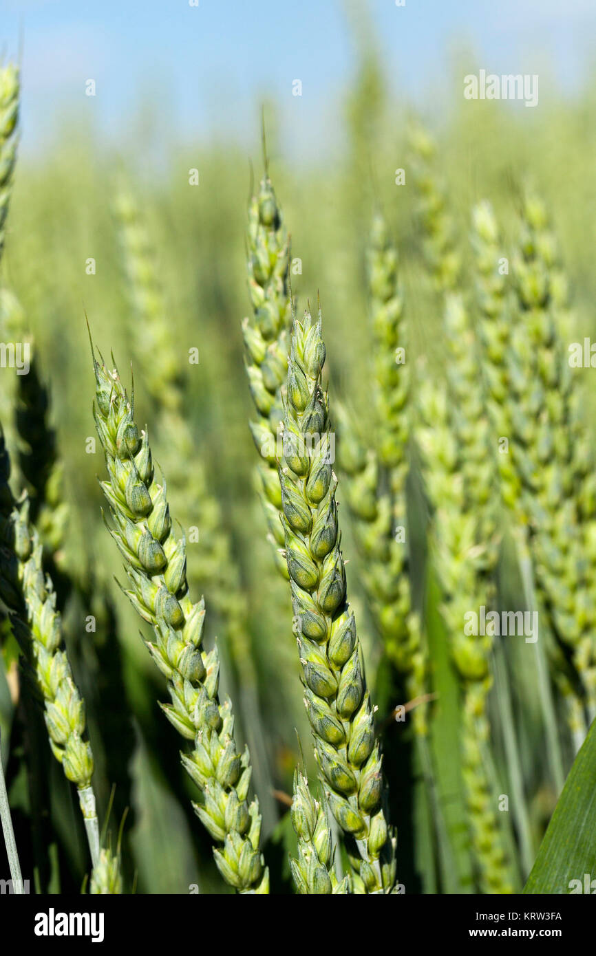 agricultural field wheat Stock Photo - Alamy
