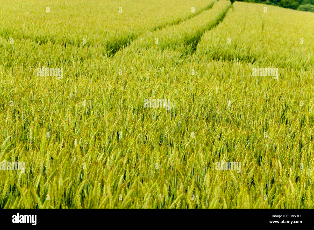 flowering stalks of wheat Stock Photo - Alamy