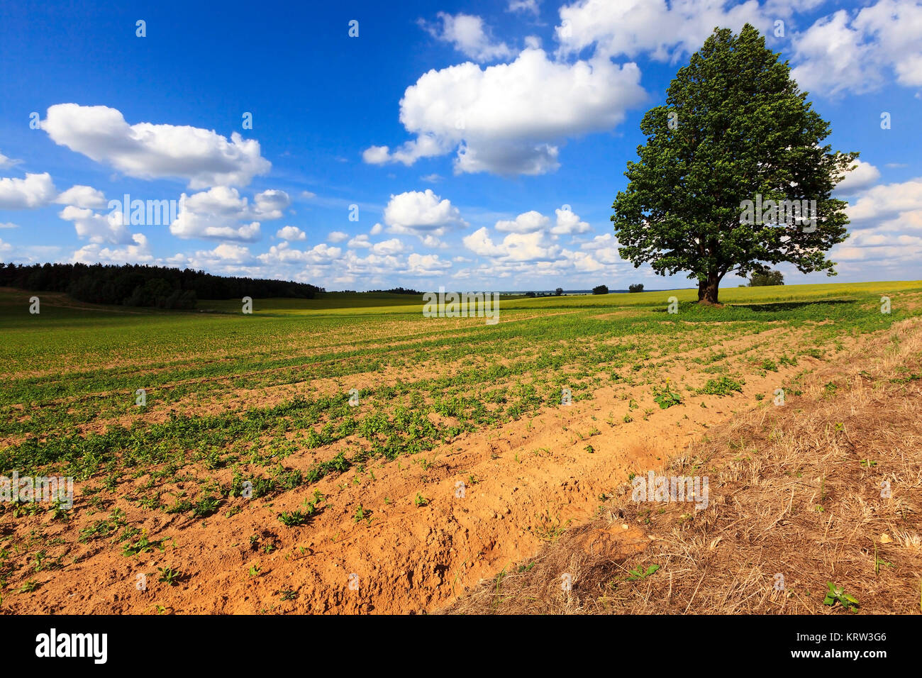 tree in the field Stock Photo - Alamy