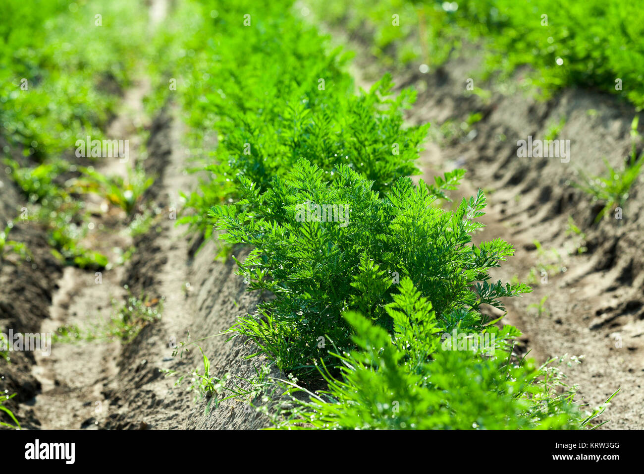 Field with carrot Stock Photo - Alamy
