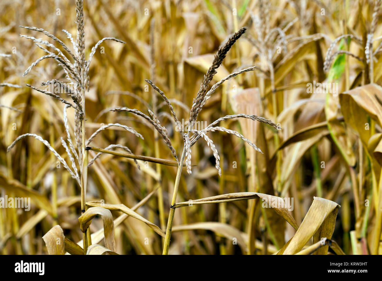 field with mature corn Stock Photo - Alamy
