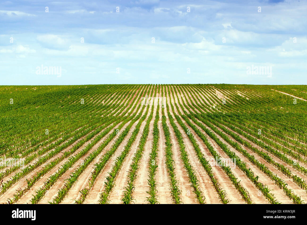 Corn field, summer Stock Photo - Alamy