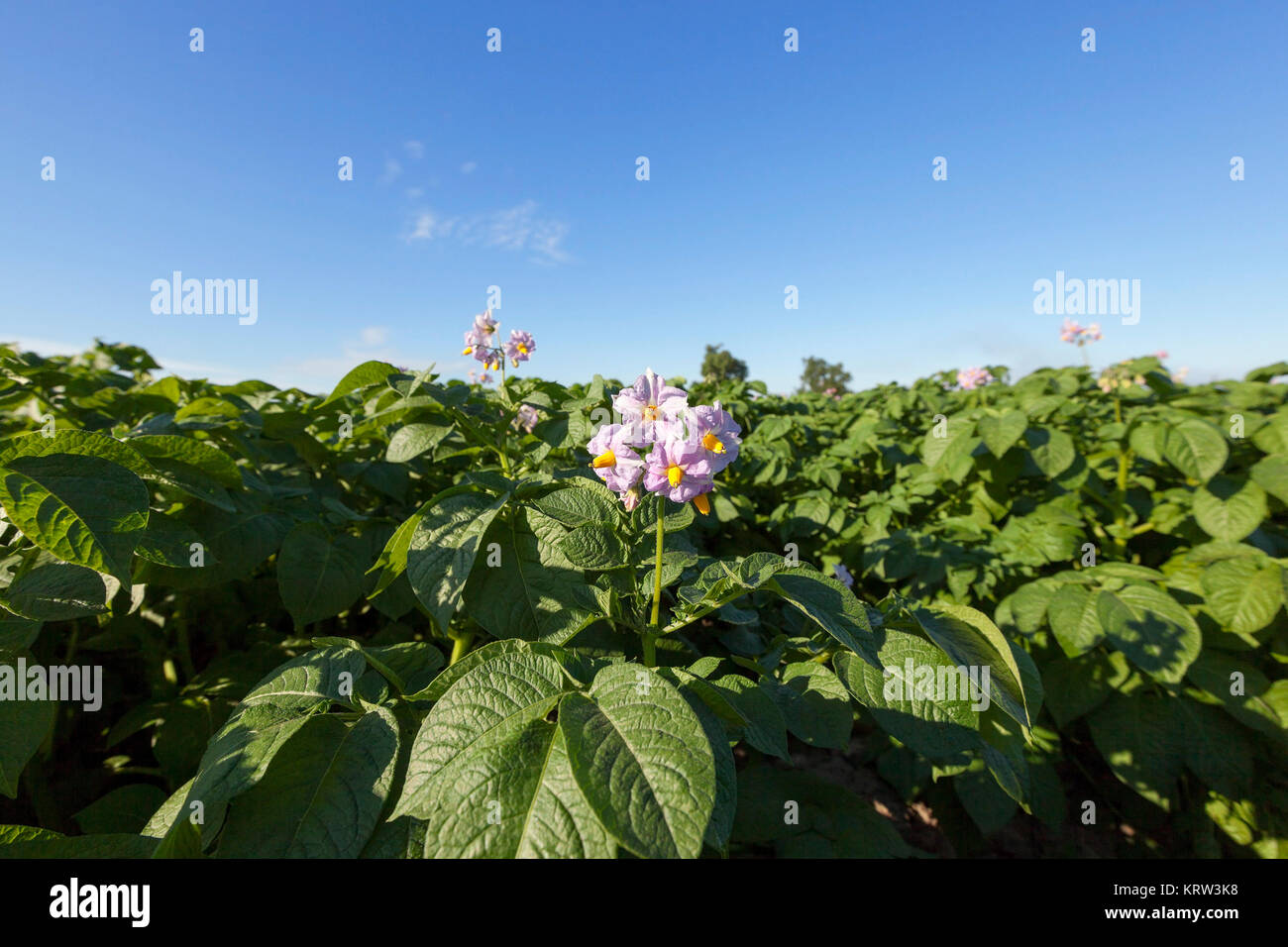Agriculture, potato field Stock Photo - Alamy