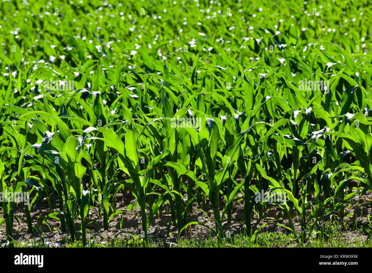 Green corn field Stock Photo - Alamy