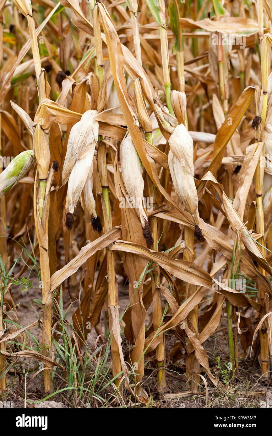 mature corn crop Stock Photo - Alamy