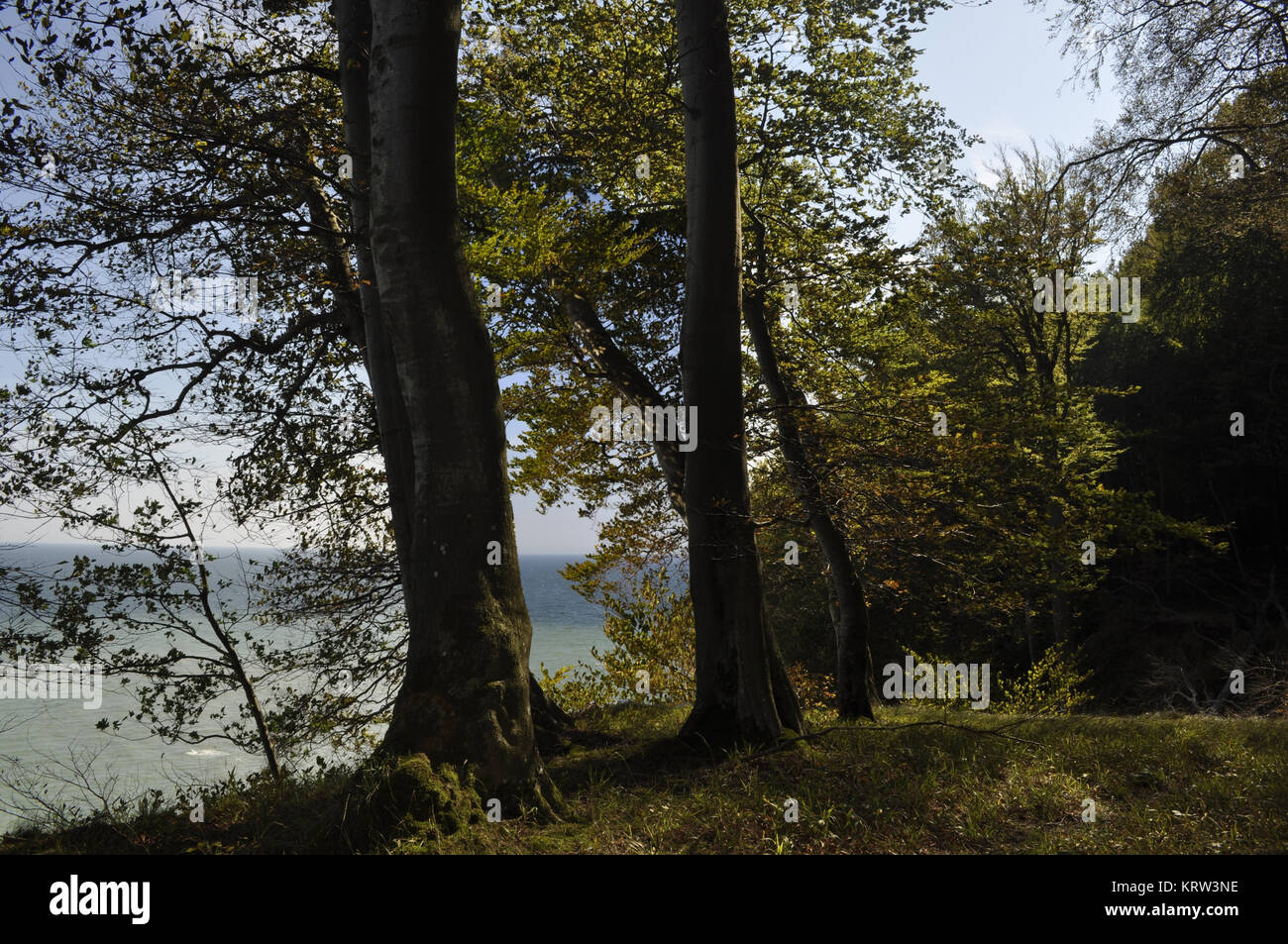 trees by the sea Stock Photo - Alamy