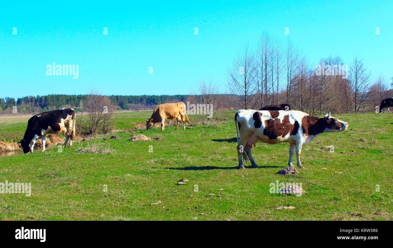 Weeping cow hi-res stock photography and images - Alamy