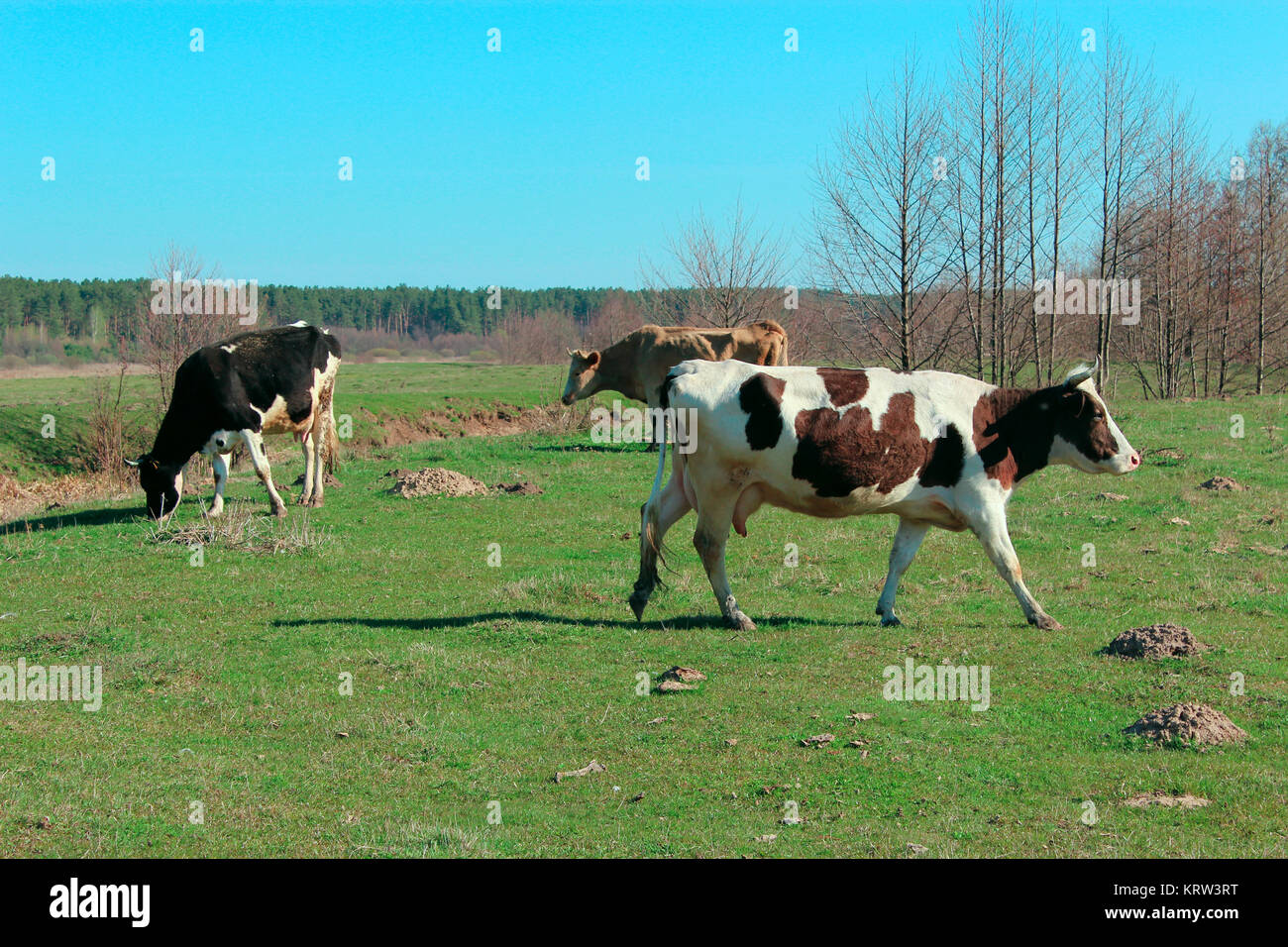 Skipping calf hi-res stock photography and images - Alamy