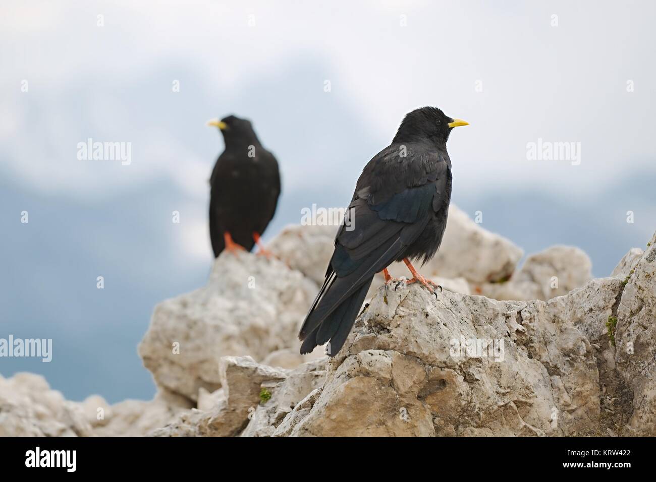 Black crow wild bird living hi-res stock photography and images - Alamy