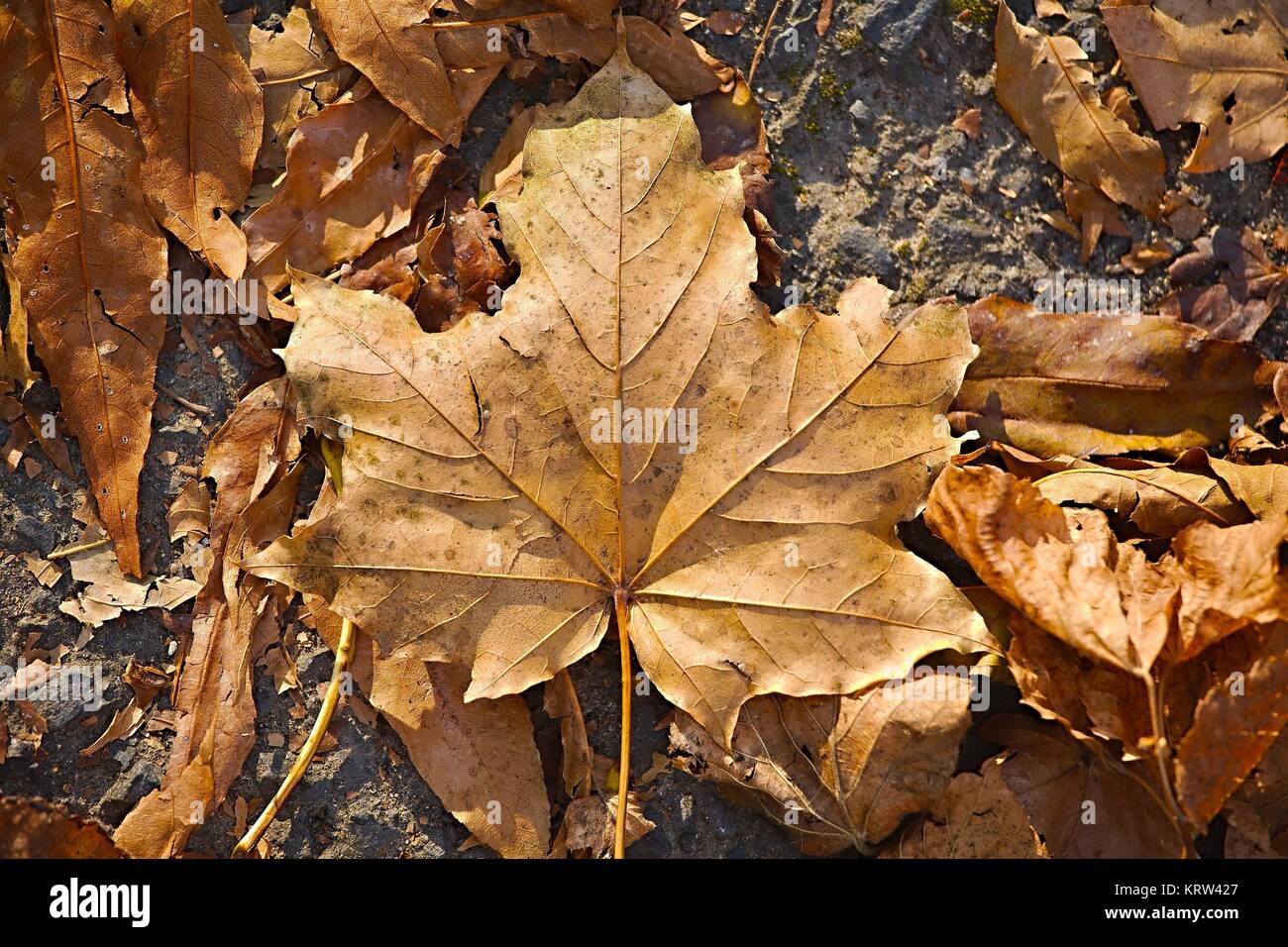 Fallen autumn leaves Stock Photo - Alamy