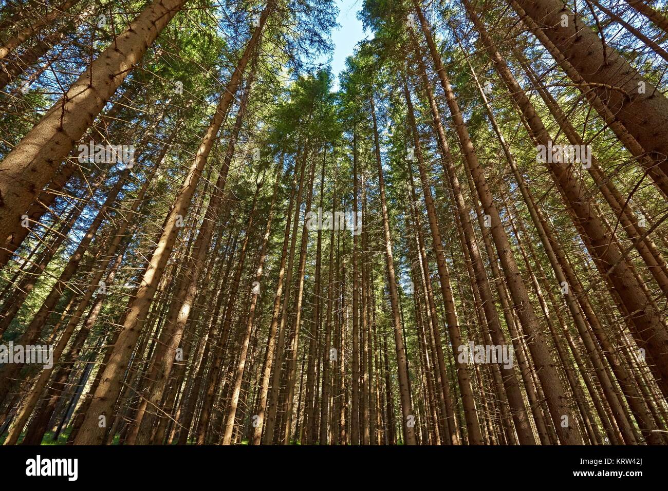 Forest of Pines Stock Photo - Alamy