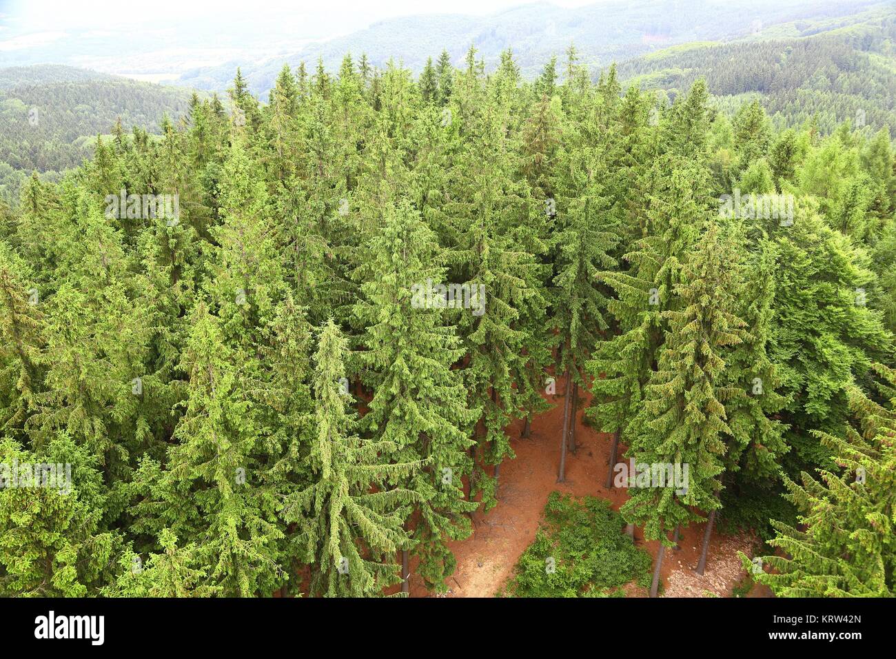 Forest Landscape in the Hills Stock Photo - Alamy