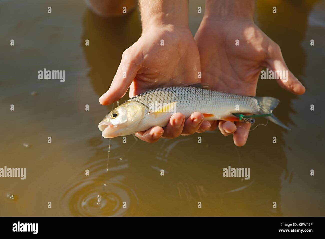 Gasping fish hi-res stock photography and images - Alamy