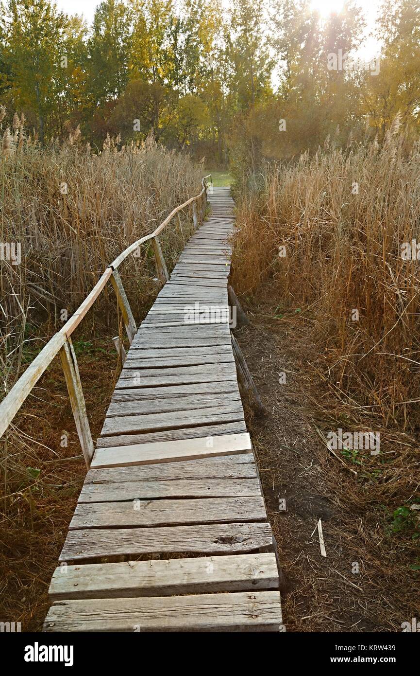 Swamp walking path Stock Photo - Alamy