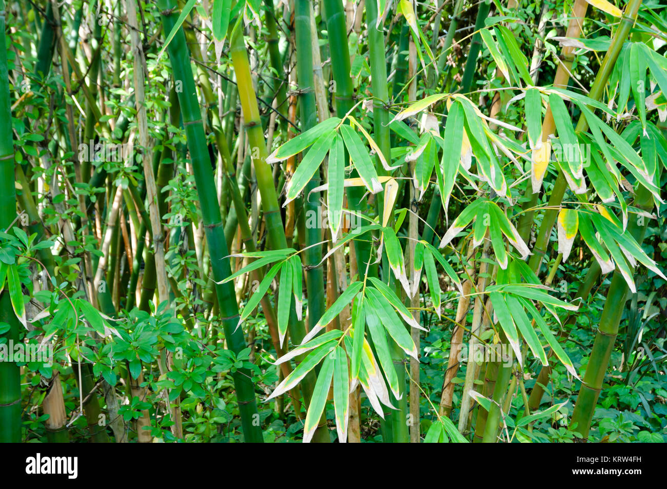 Bamboo Sticks Forest Stock Photo - Alamy