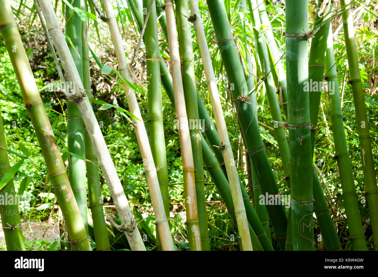Bamboo sticks High Resolution Stock Photography and Images - Alamy
