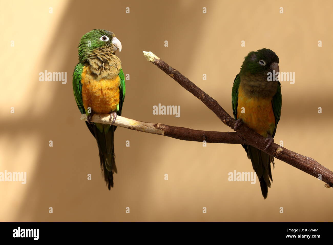 Cactus parakeets hi-res stock photography and images - Alamy