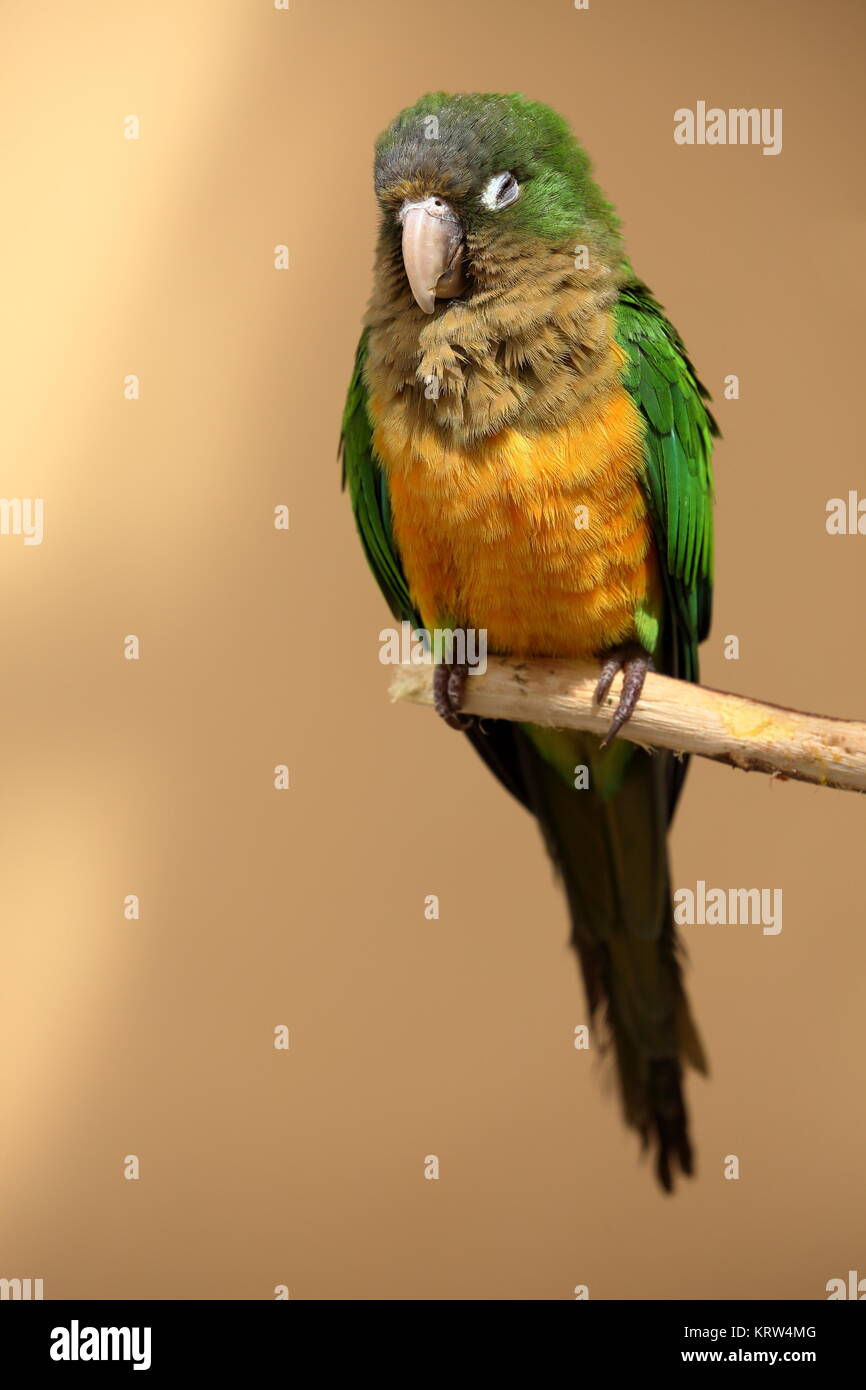 Cactus parakeets hi-res stock photography and images - Alamy