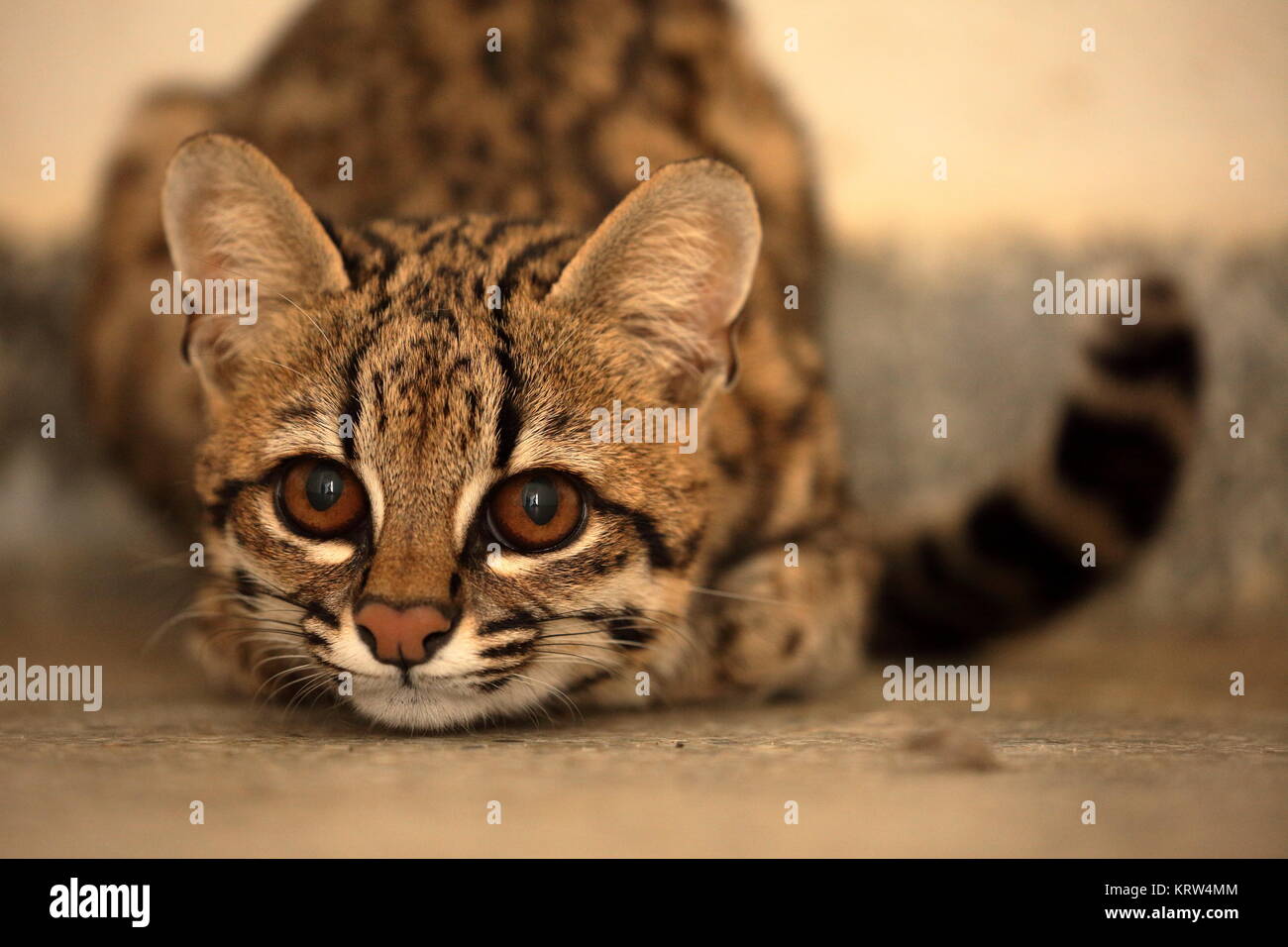 tiger cat or ocelot cat from brazil Stock Photo - Alamy