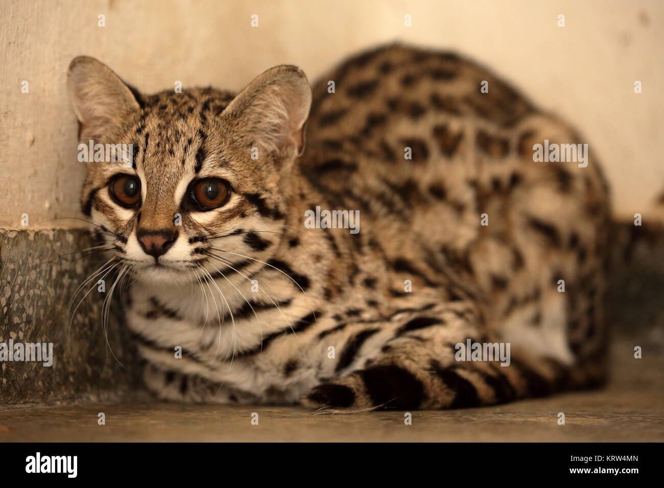 tiger cat or ocelot cat from brazil Stock Photo - Alamy