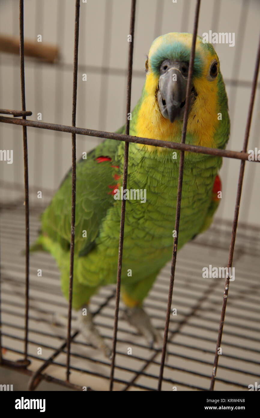 blue-fronted amazon in the cage Stock Photo - Alamy