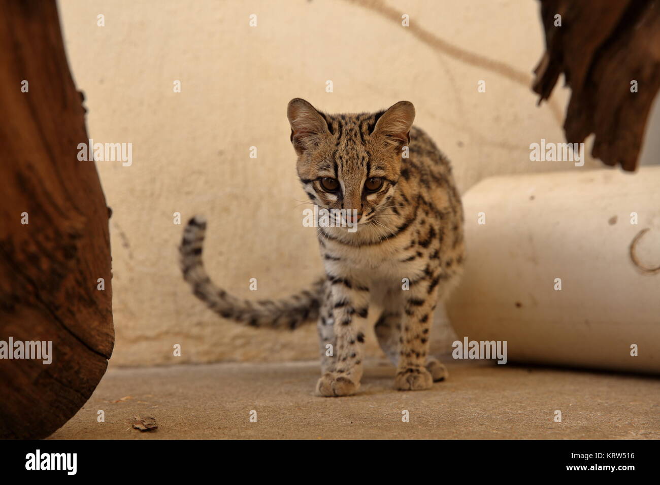 tiger cat or ocelot cat from brazil Stock Photo - Alamy