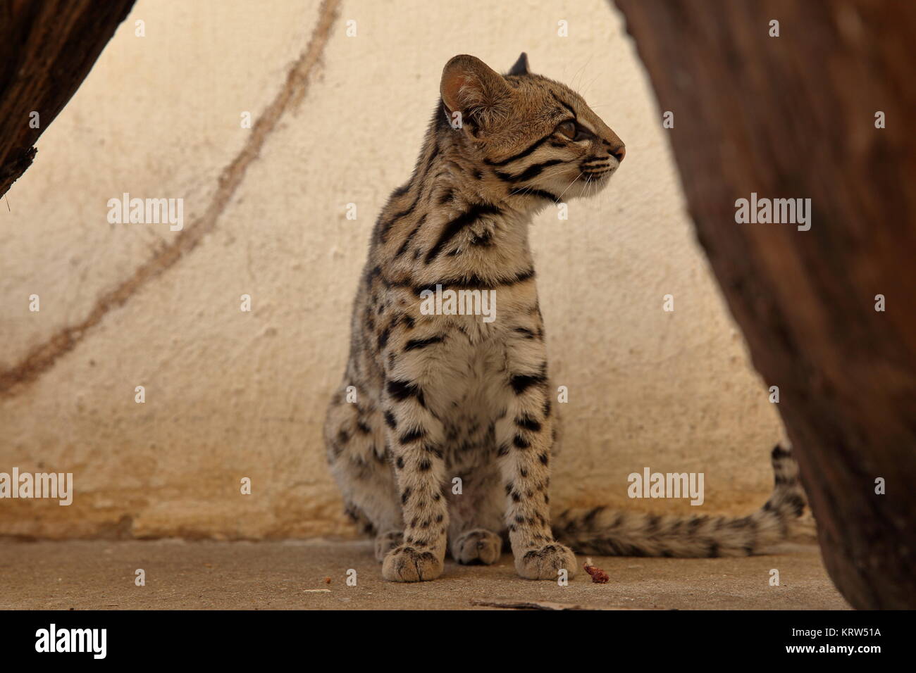 tiger cat or ocelot cat from brazil Stock Photo - Alamy