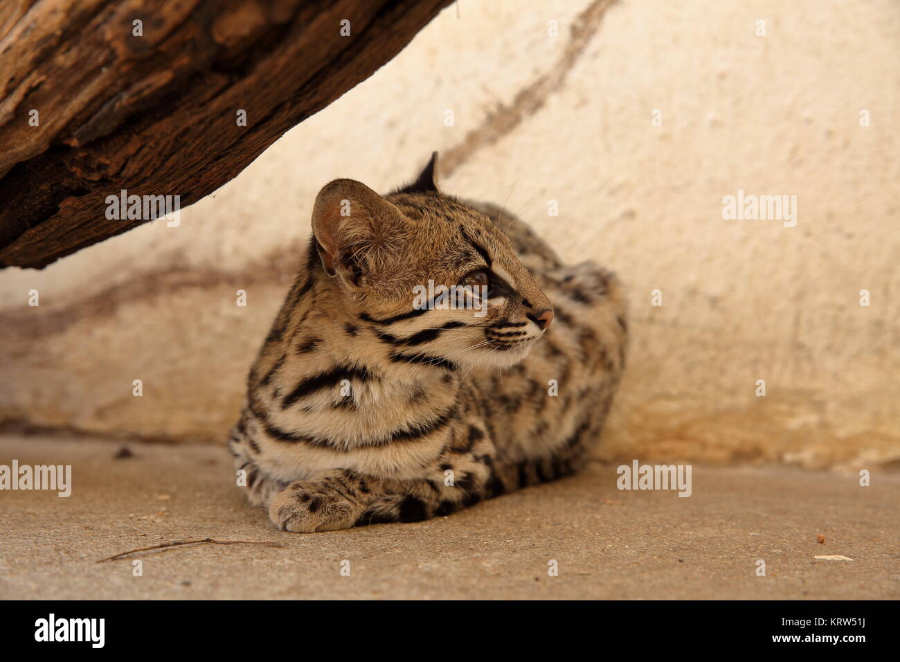 tiger cat or ocelot cat from brazil Stock Photo - Alamy