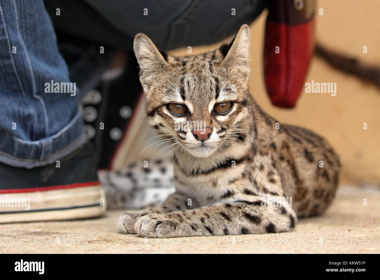 Tiger ocelot hi-res stock photography and images - Alamy