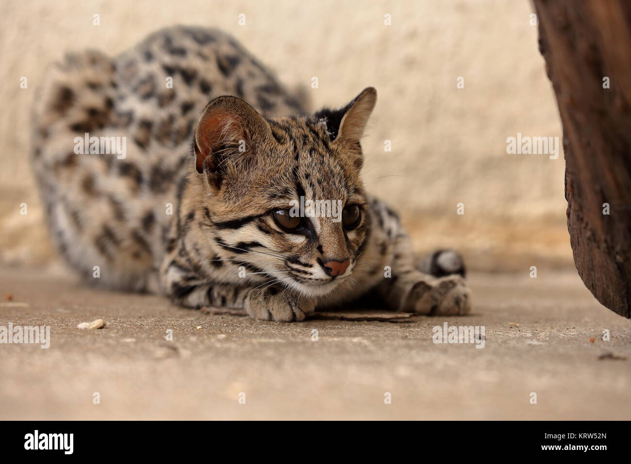tiger cat or ocelot cat from brazil Stock Photo - Alamy